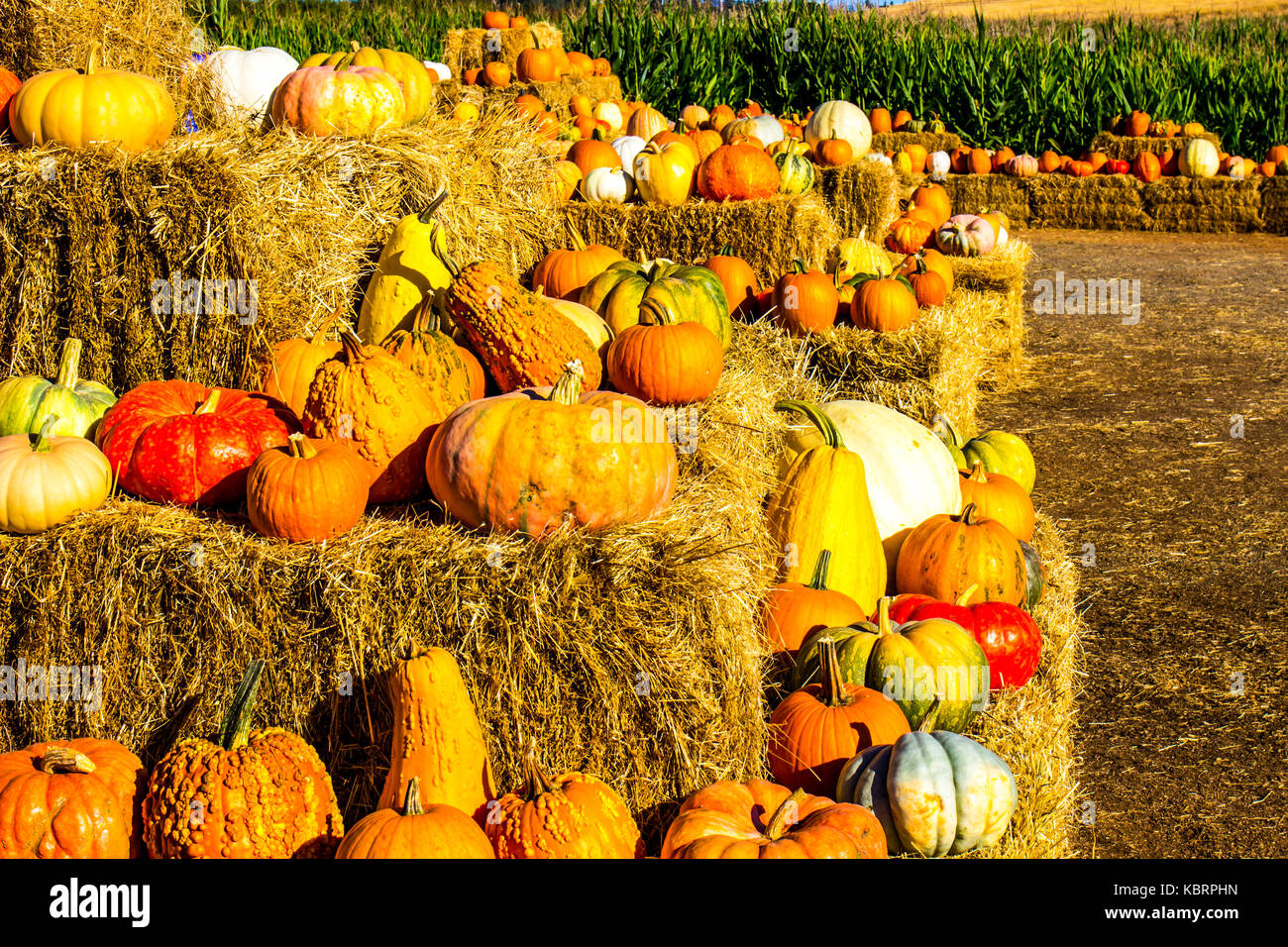 Halloween Pumpkins & Squash On Display Stock Photo - Alamy