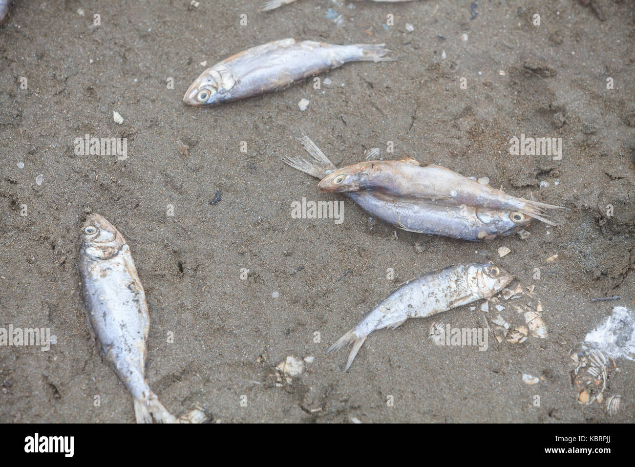 Lots of dead fish on a beach Stock Photo - Alamy