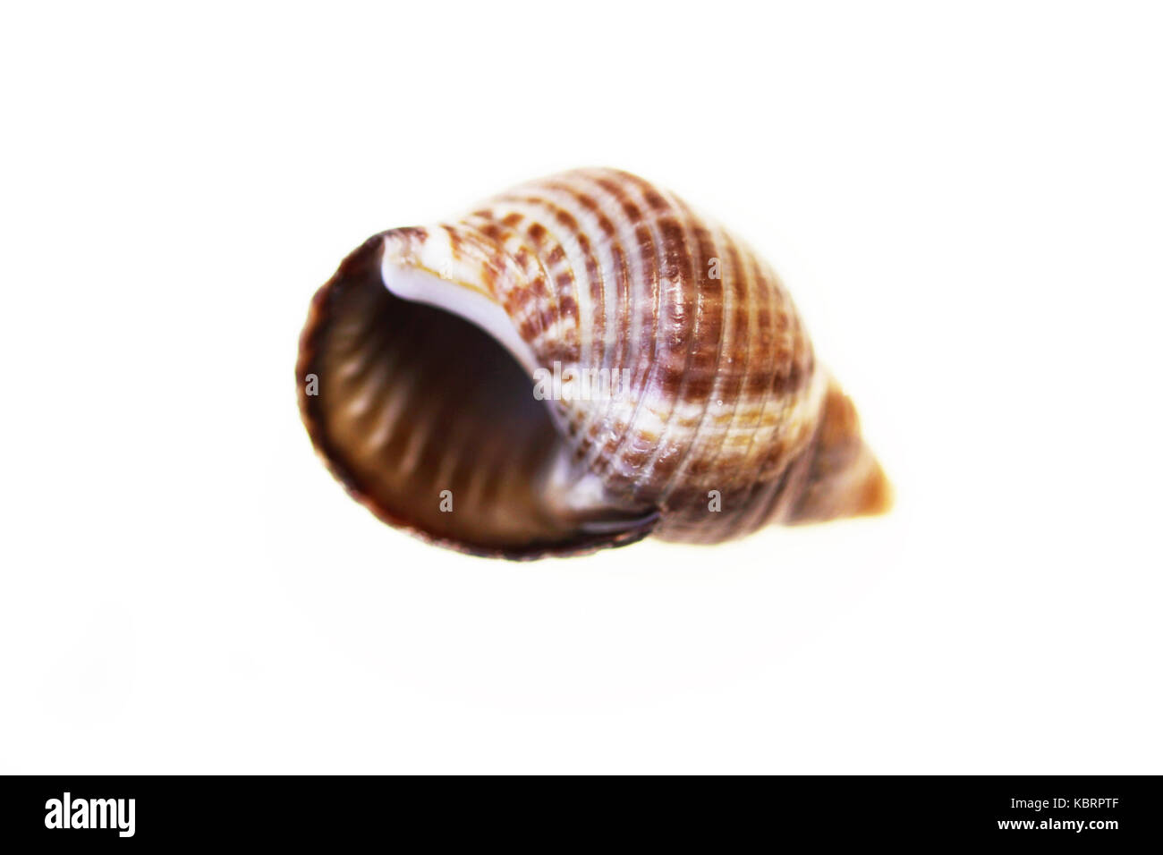 isolated macro of a small shell from a snail on a white background ...