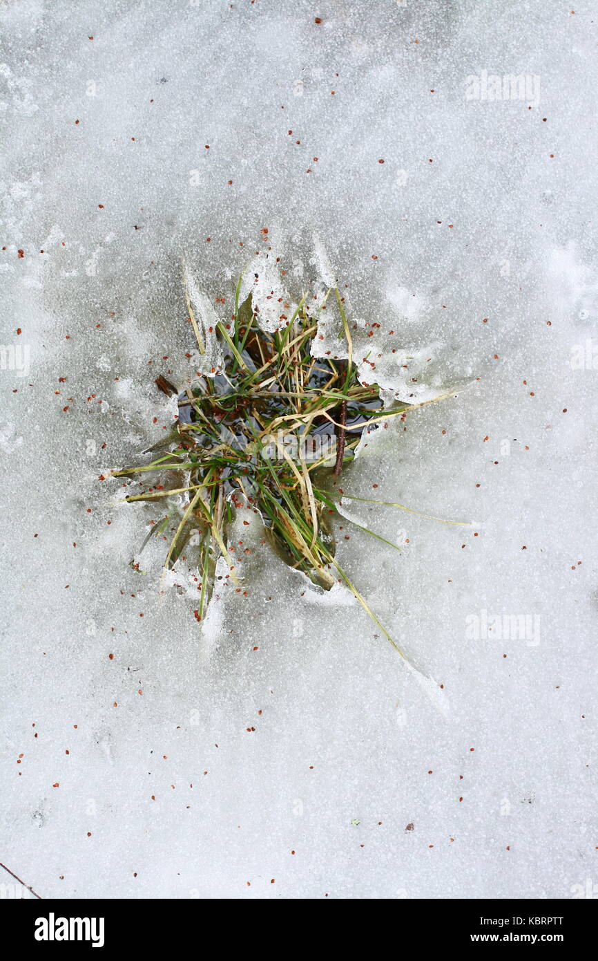 Ice in Forest Stock Photo - Alamy