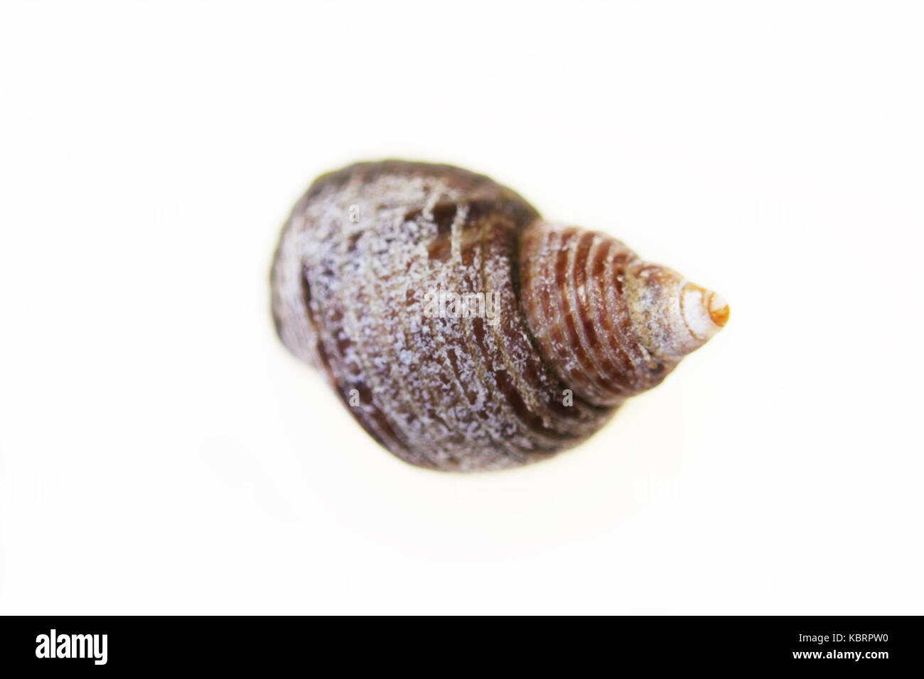 isolated macro of a small shell from a snail on a white background ...