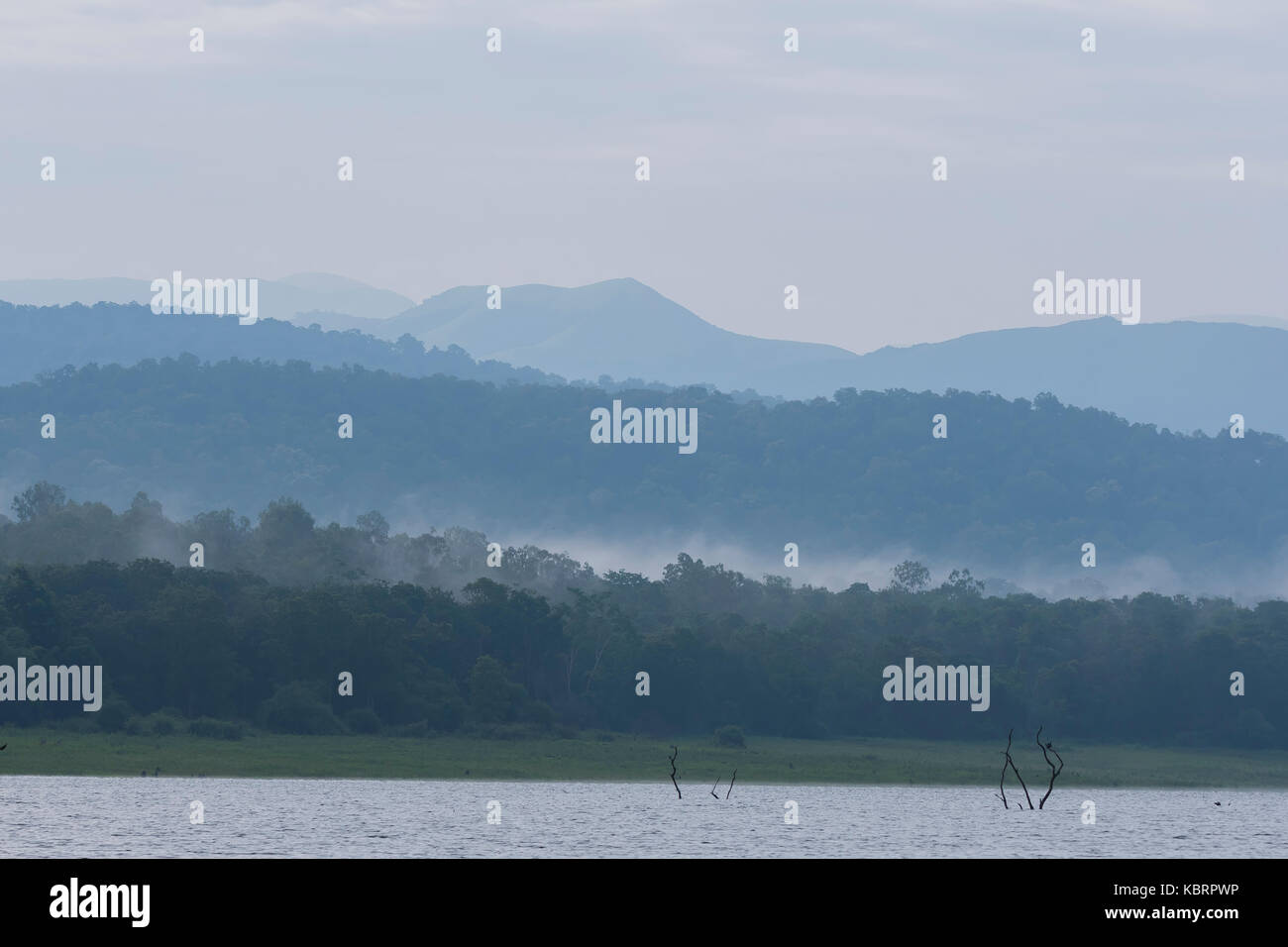 Bhadra forest hi-res stock photography and images - Alamy