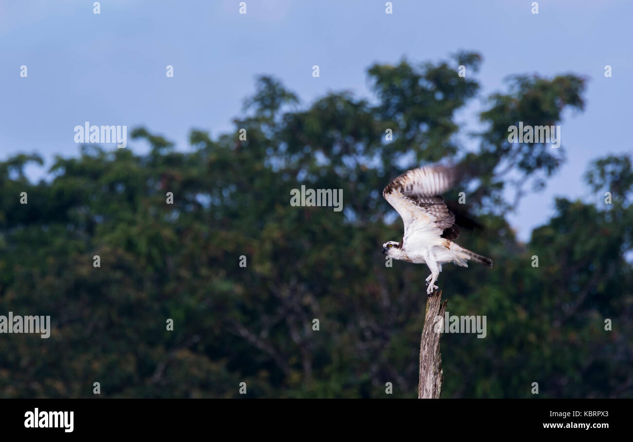 Flying out from forest tree hi-res stock photography and images - Alamy