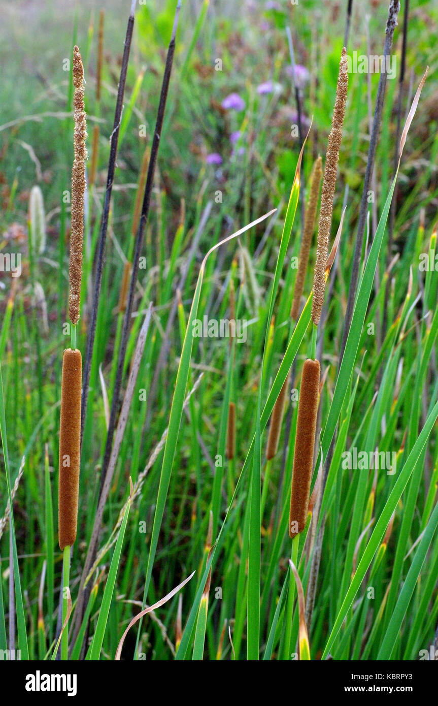 Lesser bulrush typha angustifolia hi-res stock photography and images ...