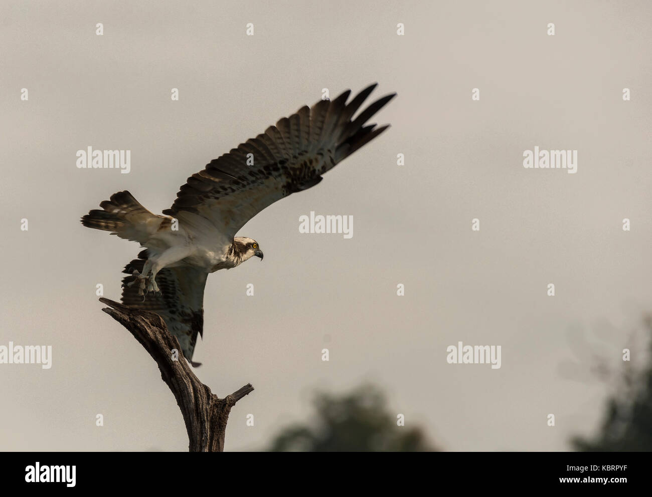 Osprey flying from a tree top Stock Photo - Alamy