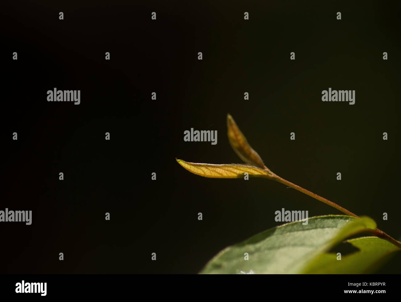 A single leaf illuminated by morning sun rays Stock Photo - Alamy