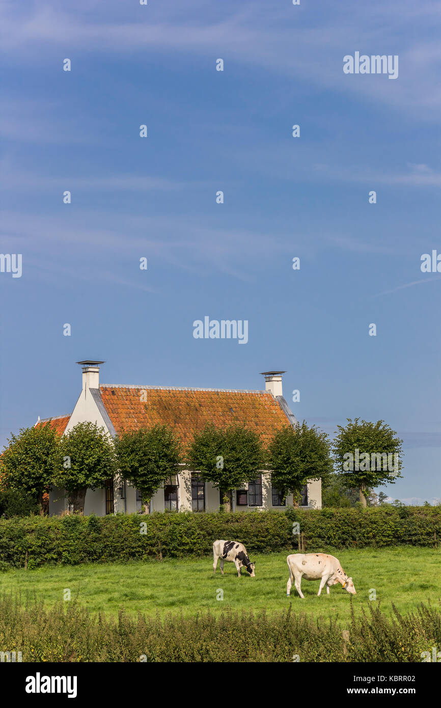 Old house and cows hi-res stock photography and images - Alamy