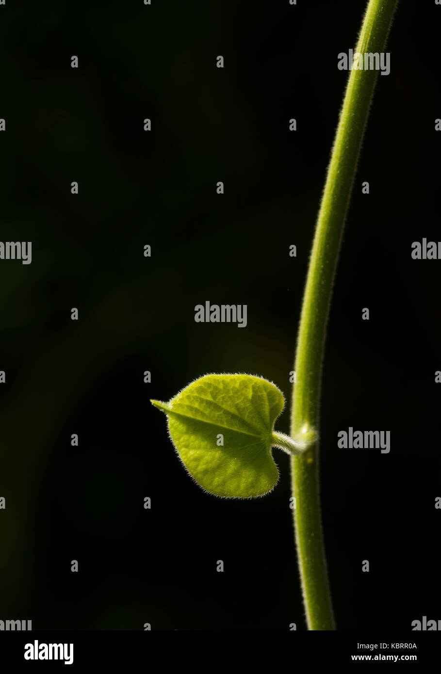 Singularity one single hi-res stock photography and images - Alamy