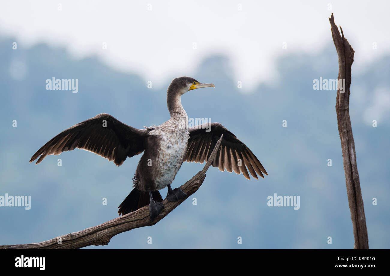 Great cormorant wings spread on top of tree top Stock Photo - Alamy