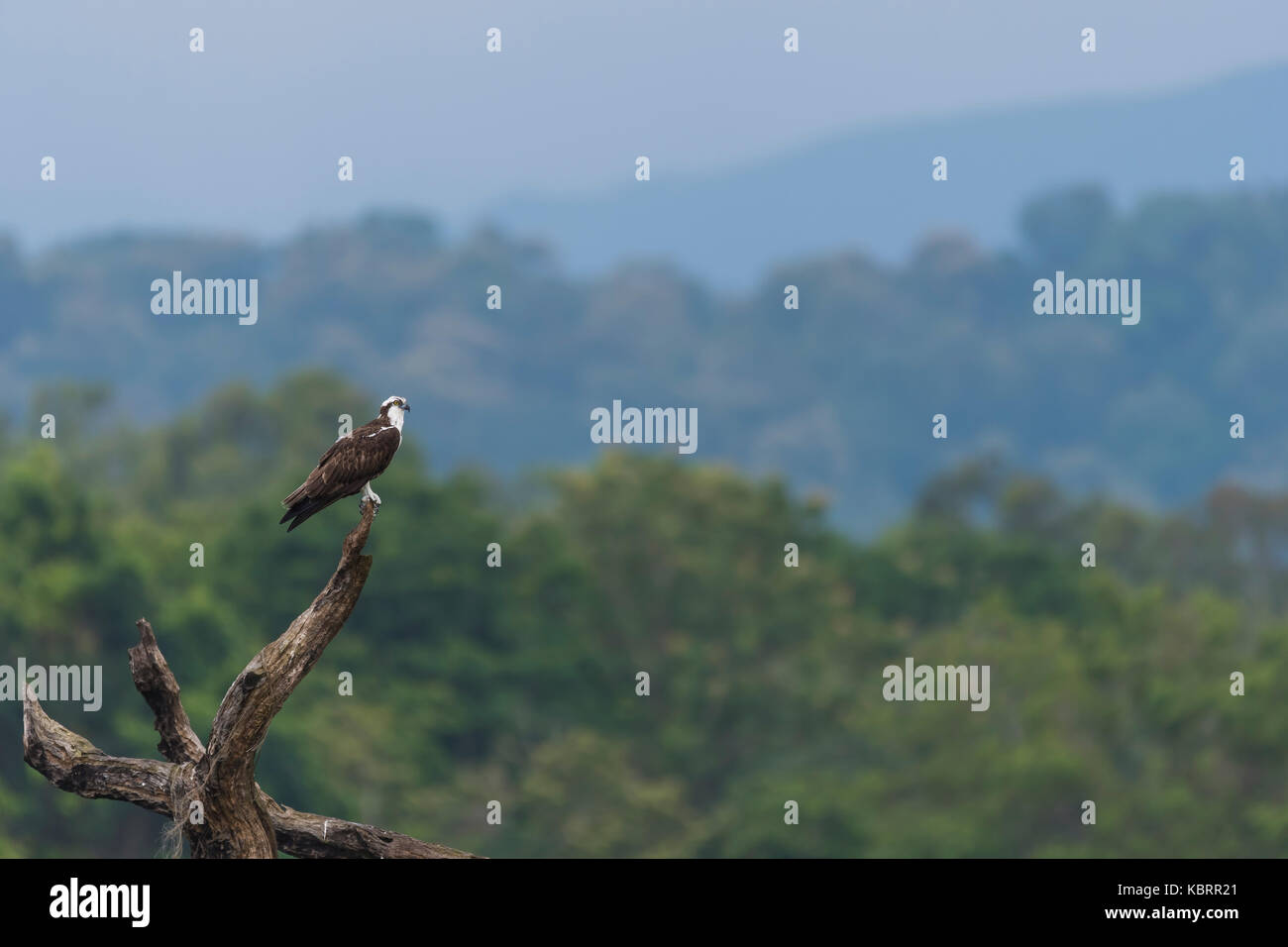 Osprey sitting on a tree top overlooking bhadra forest Stock Photo - Alamy