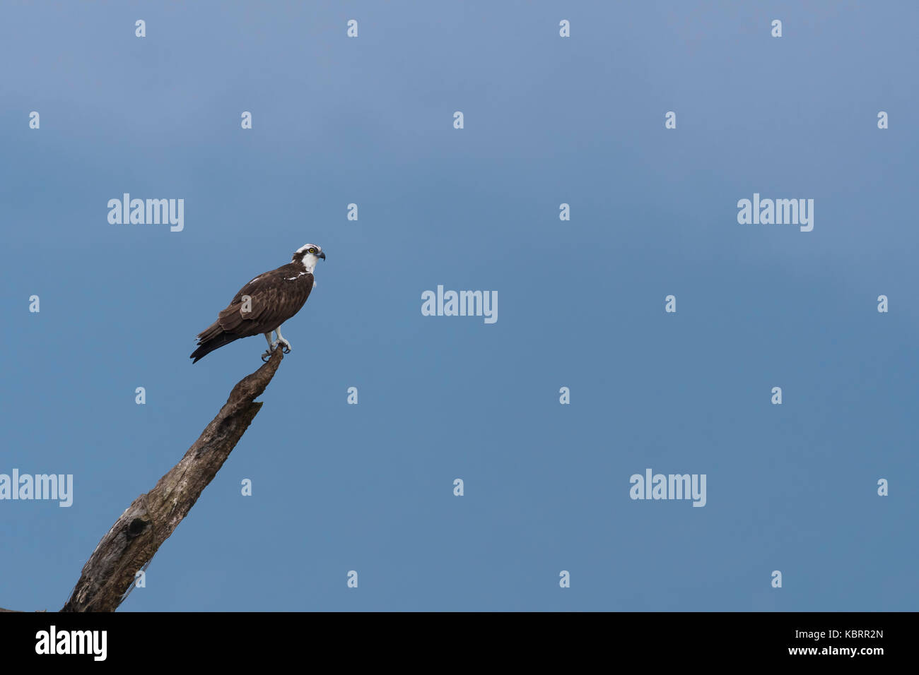 Osprey sitting on a tree top overlooking bhadra forest Stock Photo - Alamy