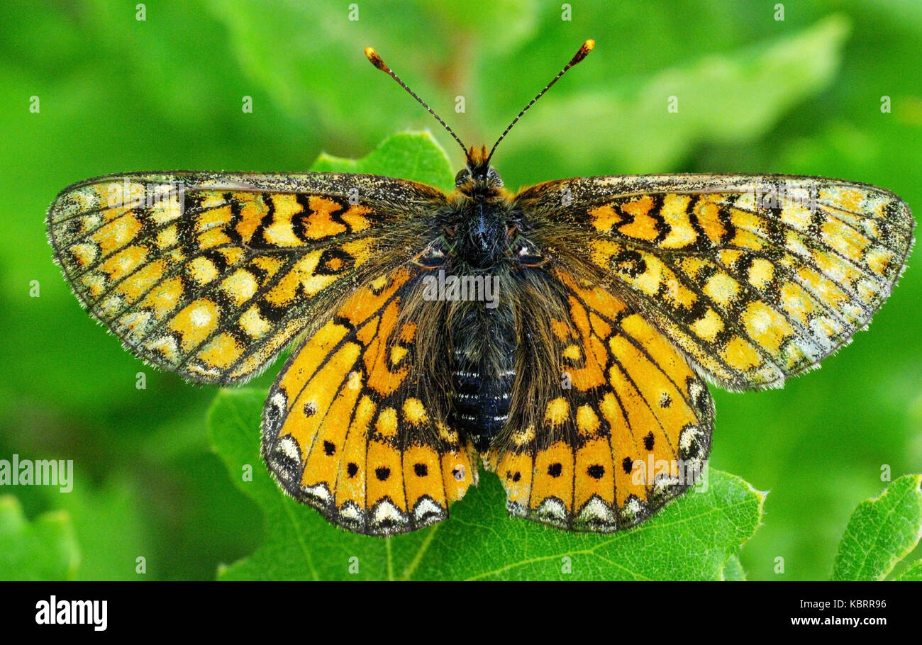 this is Melitaea phoebe, the Knapweed fritillary, from the family ...