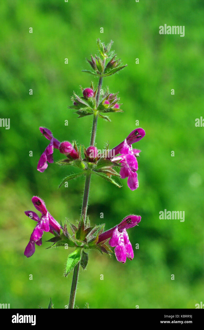this is Stachys sylvatica,the Hedge woundwort or Hedge nettle, family ...