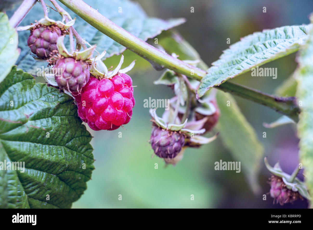 Raspberries in the garden Stock Photo - Alamy