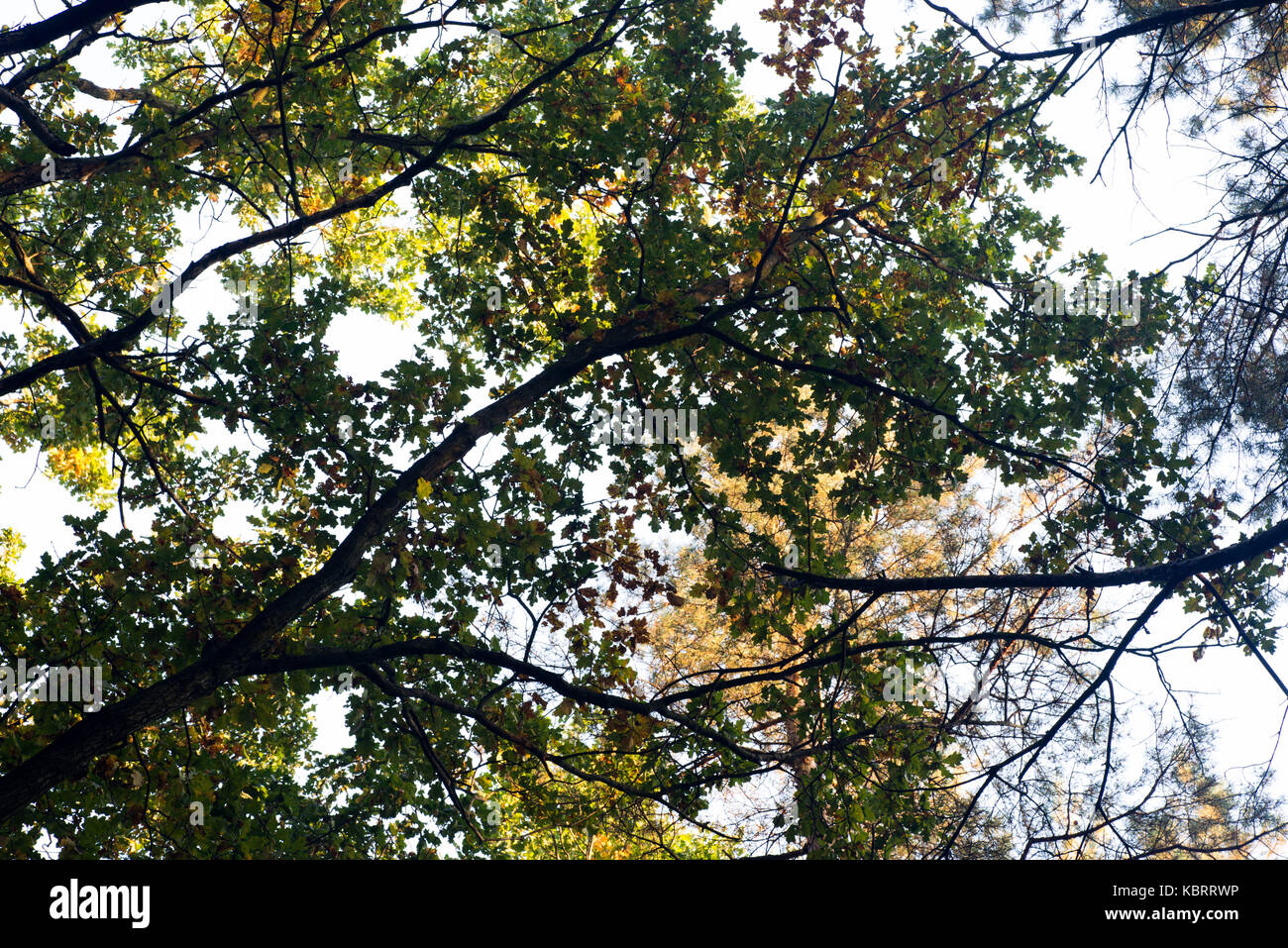 fall oak branches silhouettes against sky background Stock Photo - Alamy