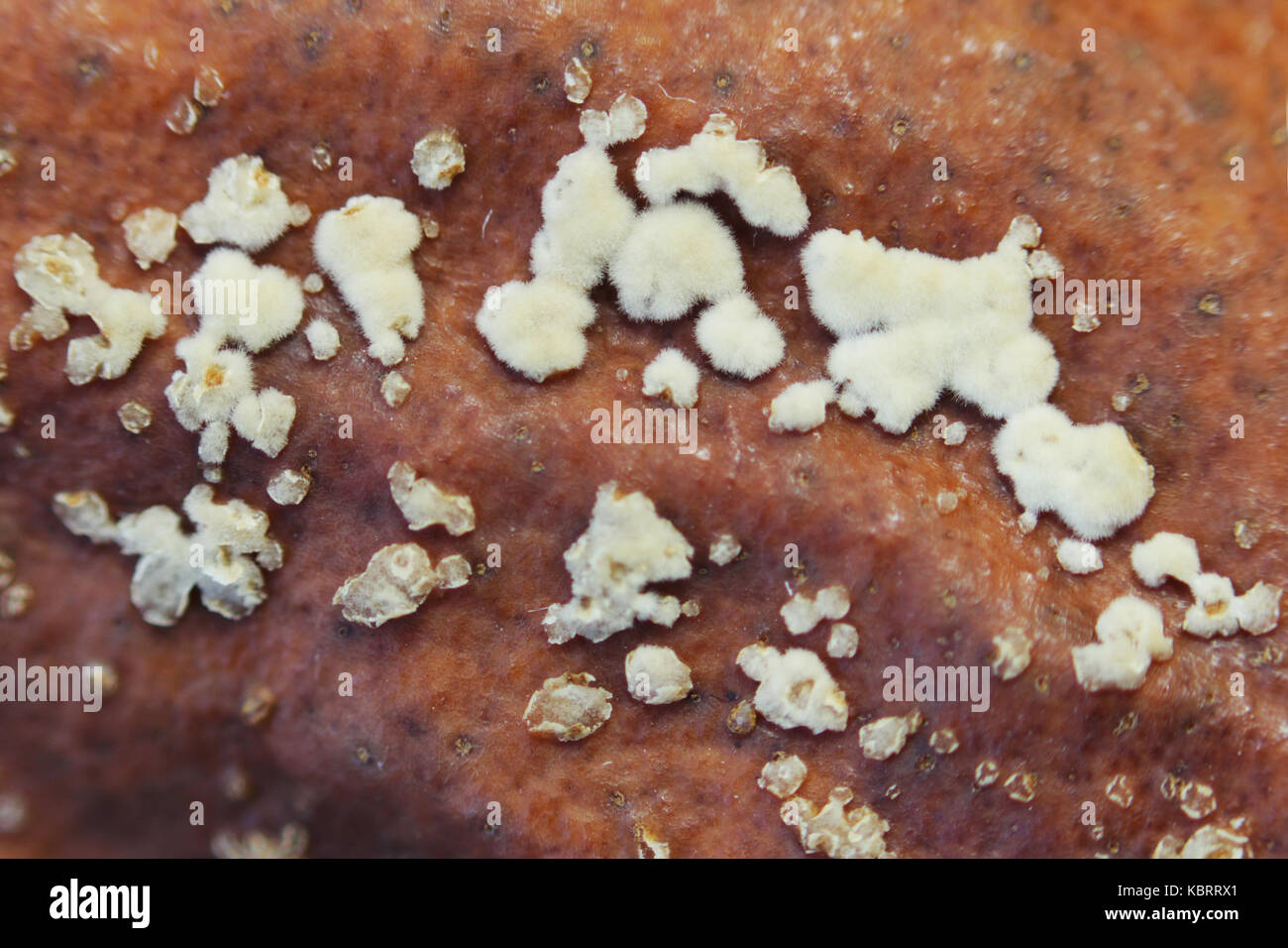 macro Fruit of pear Infected by the Brown rot Monilia fructigena mold ...