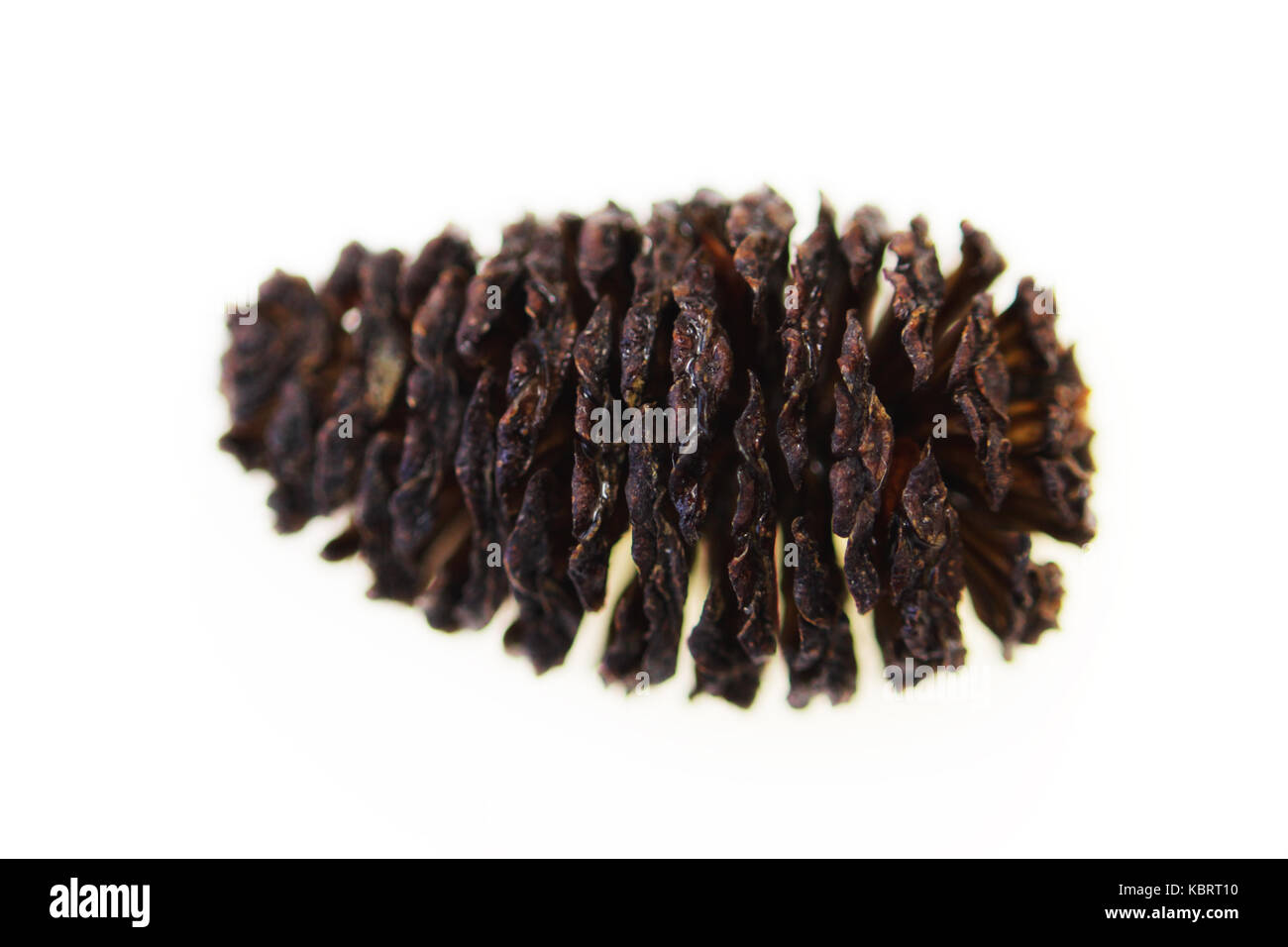 macro, one ripe dry cone from a tree of alder on a white background ...