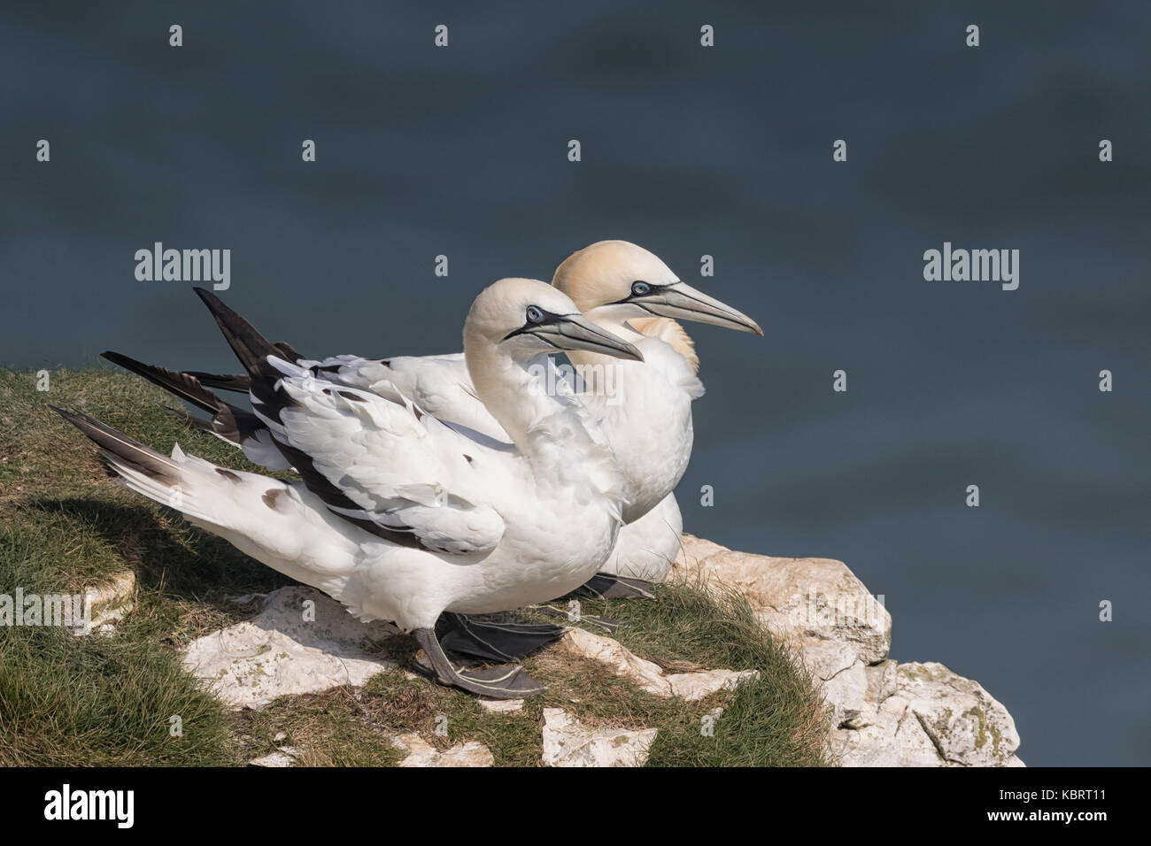 Gannets on Bempton Cliffs, springtime Stock Photo - Alamy