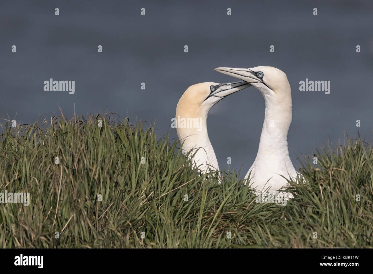 Gannets on Bempton Cliffs, springtime Stock Photo - Alamy