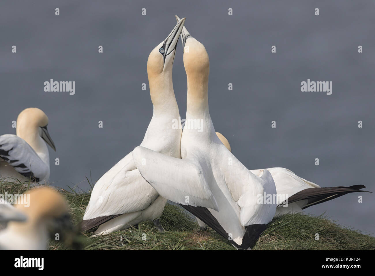 Gannets on Bempton Cliffs, springtime Stock Photo - Alamy