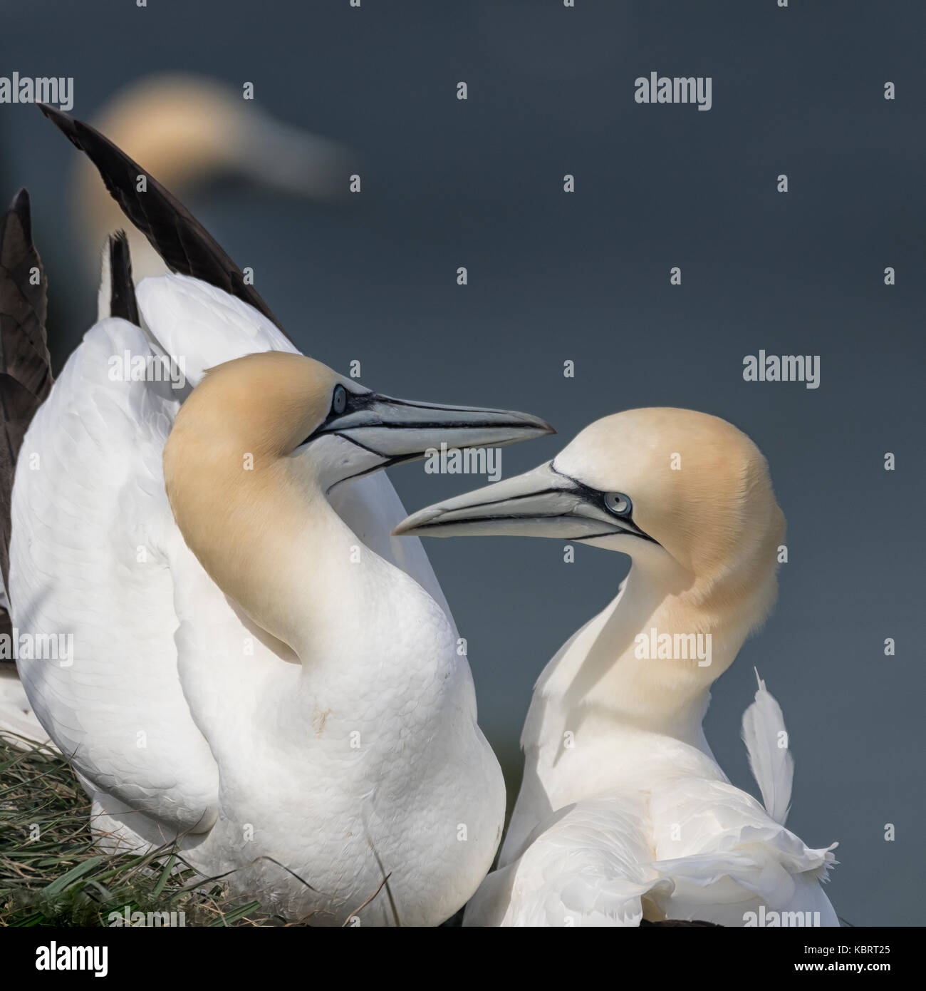 Gannets on Bempton Cliffs, springtime Stock Photo - Alamy
