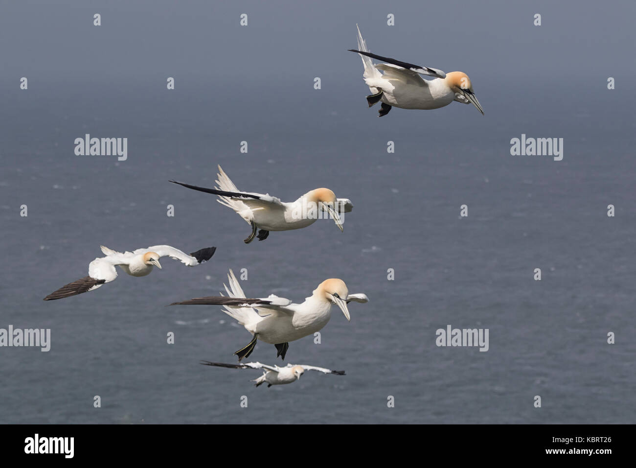 Gannets on Bempton Cliffs, springtime Stock Photo - Alamy