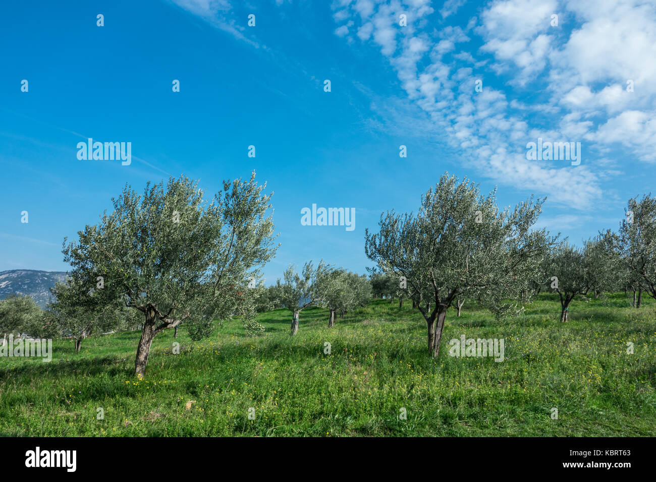 Olive trees with many green fruits on blue sky background Stock Photo ...