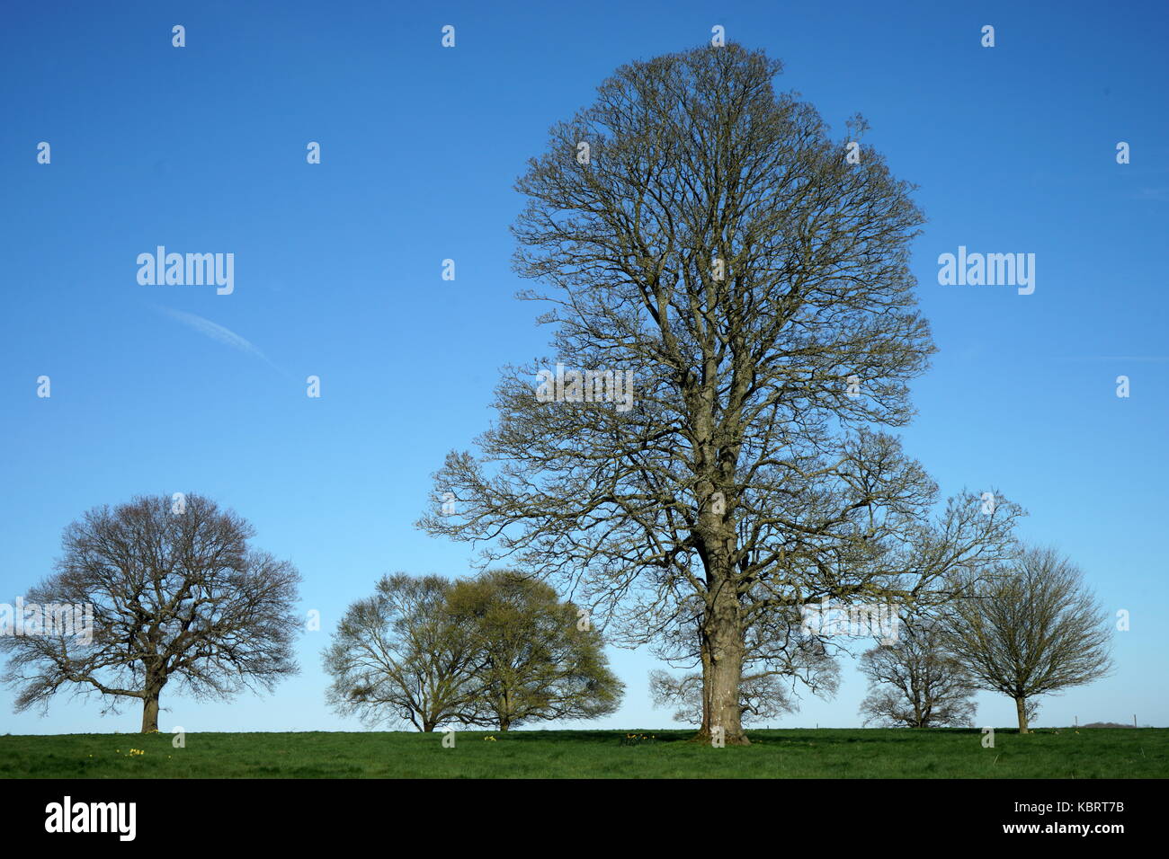 English meadow and trees hi-res stock photography and images - Alamy