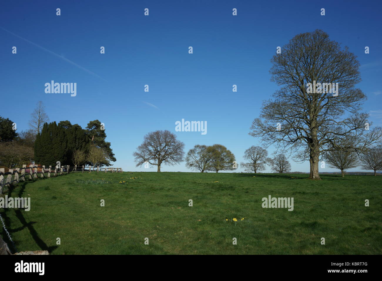 English winter trees Stock Photo - Alamy