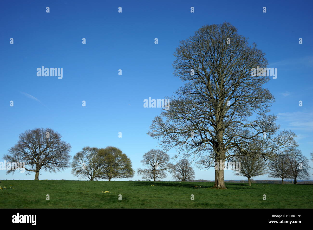 English meadow and trees hi-res stock photography and images - Alamy