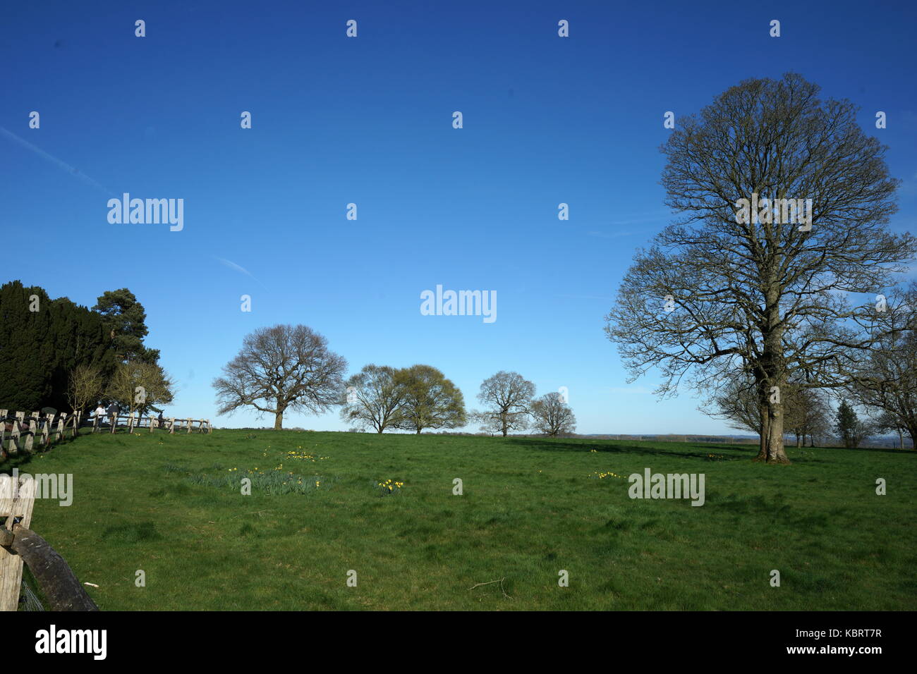 English winter trees Stock Photo - Alamy
