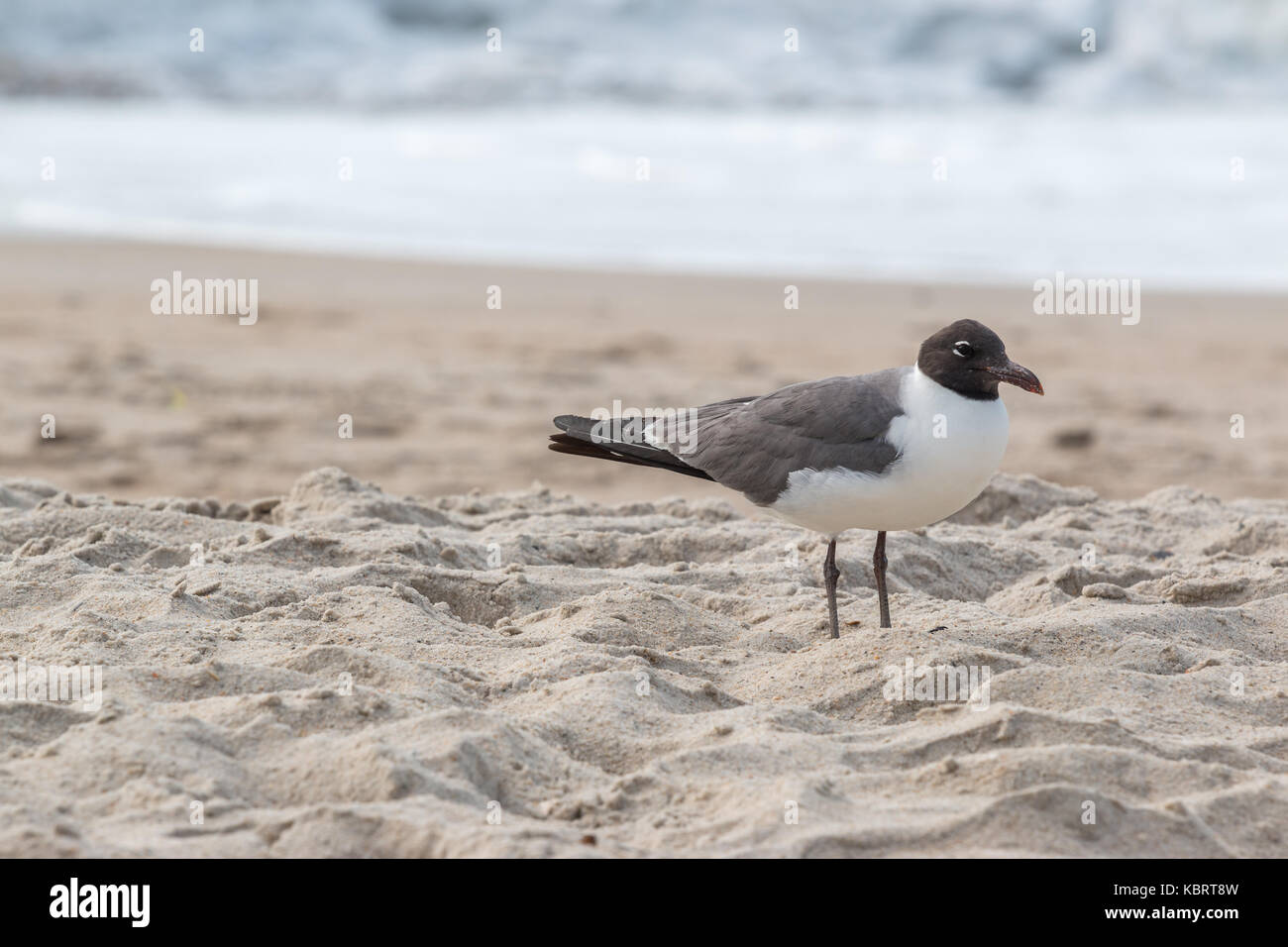 Seagull Standing on Sandy Beach Looking Right Stock Photo - Alamy