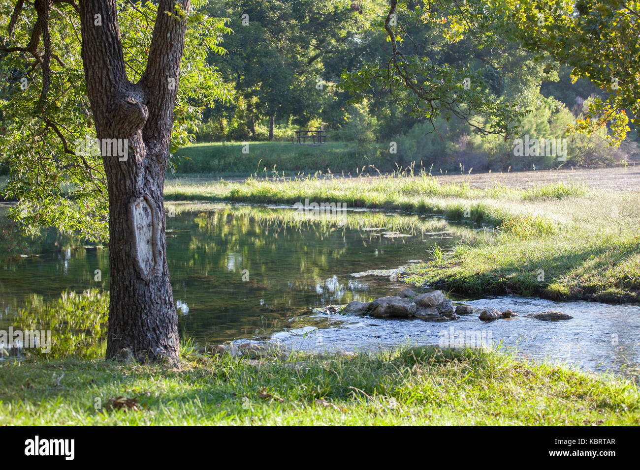 View of Oak Tree By Pond On a Sunny Morning Stock Photo - Alamy
