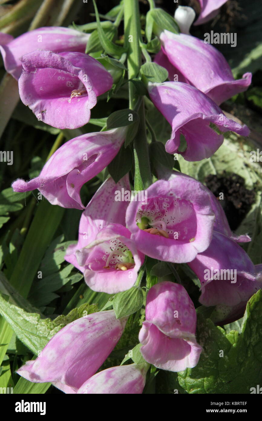 British garden flowers Stock Photo - Alamy