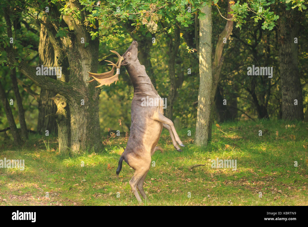 Proud male fallow deer stag, Dama Dama, with big antlers stand up ...