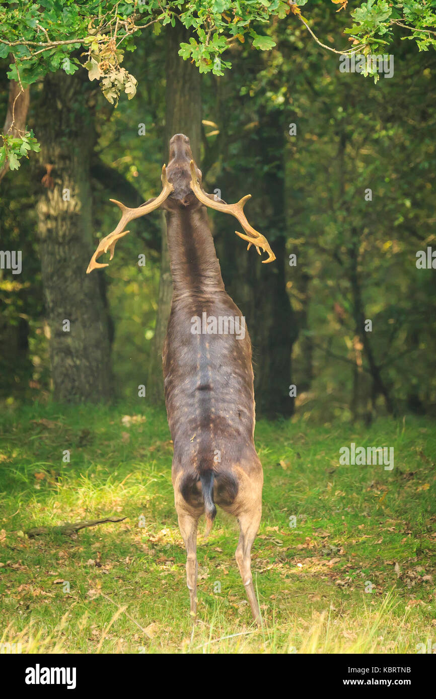 Proud male fallow deer stag, Dama Dama, with big antlers stand up ...