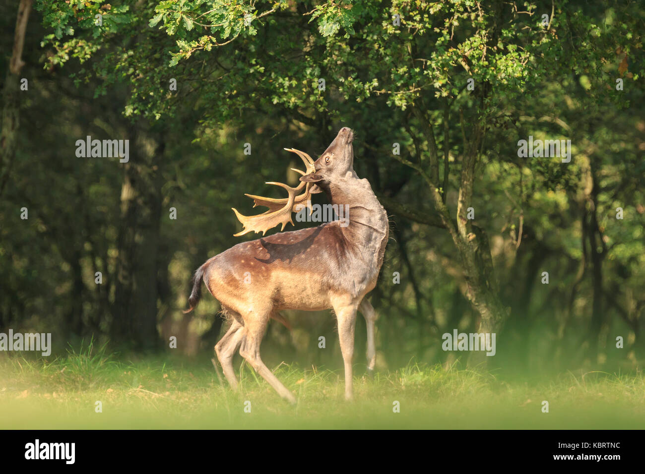 Posing deer hi-res stock photography and images - Alamy