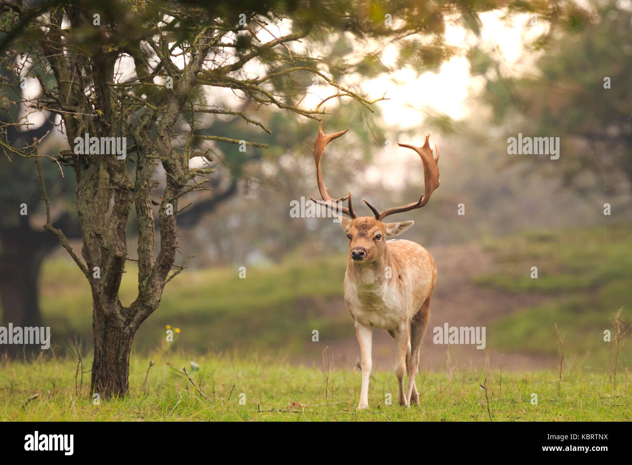 Big Fallow deer buck, Dama Dama, with large antlers walking in a green ...