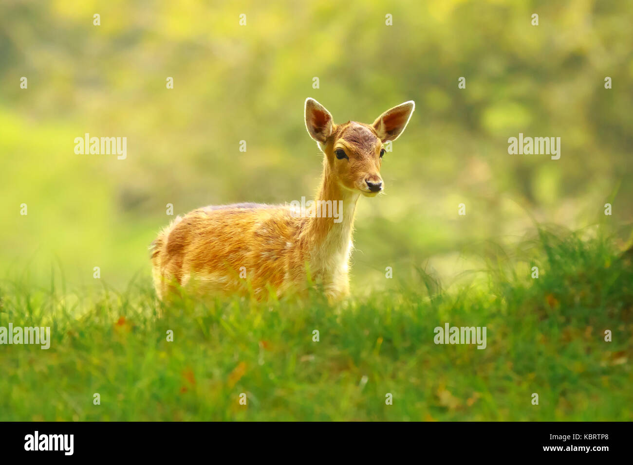 Fallow deer fawn, Dama Dama, walking and foraging in sunrise light and ...