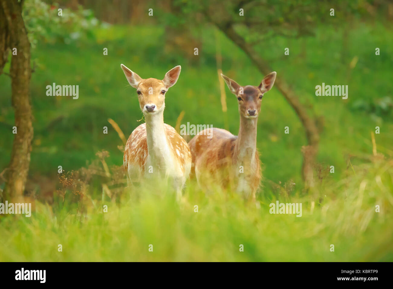 Fallow deer fawn, Dama Dama, walking and foraging in sunrise light and ...