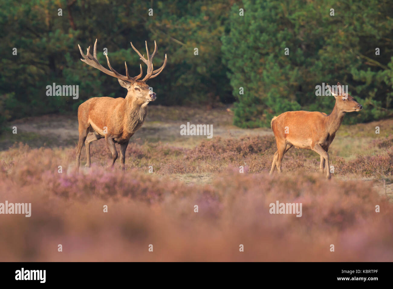 Male red deer stag running during autumn rut hi-res stock photography ...