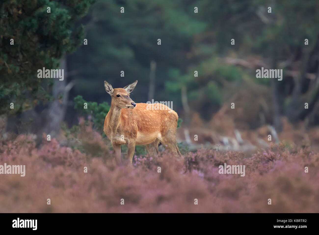 Close up of a female Red deer doe Cervus elaphus posing in heathland ...