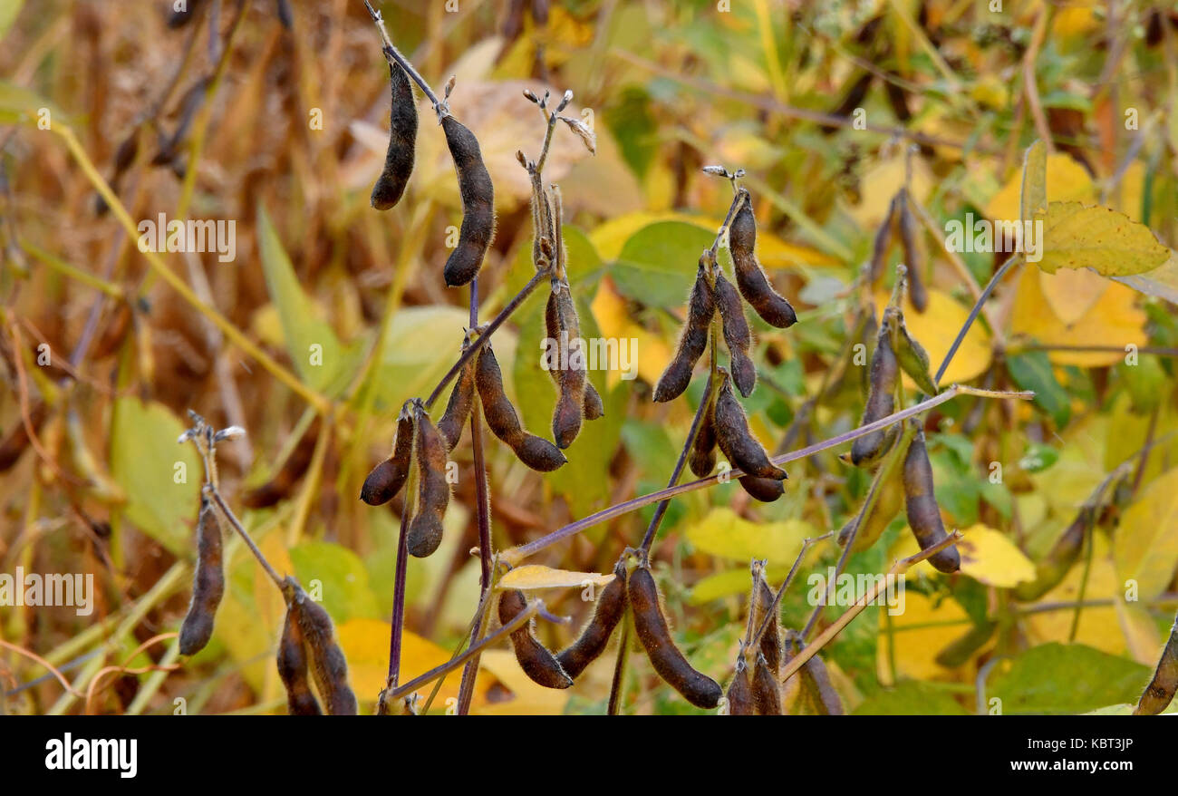 Different levels of maturity hi-res stock photography and images - Alamy