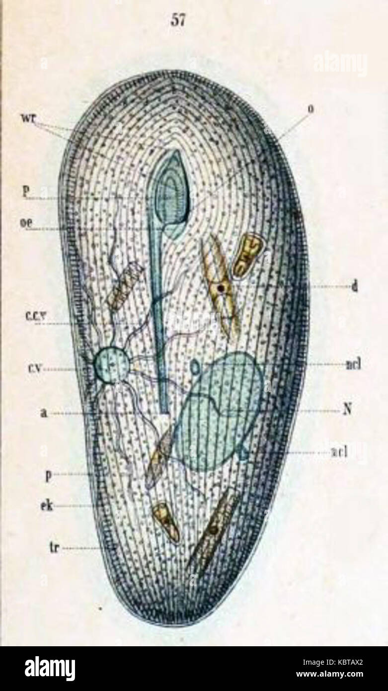 Frontonia frontonia hi-res stock photography and images - Alamy