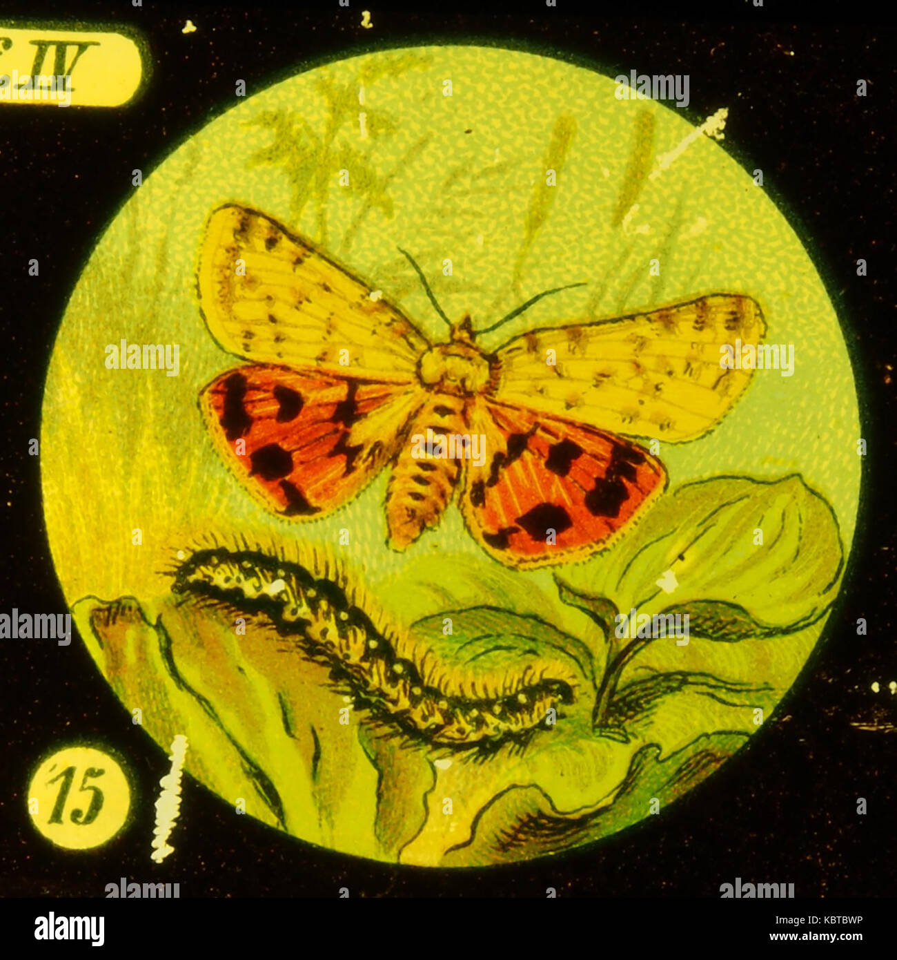 Butterfly coloring hi-res stock photography and images - Alamy