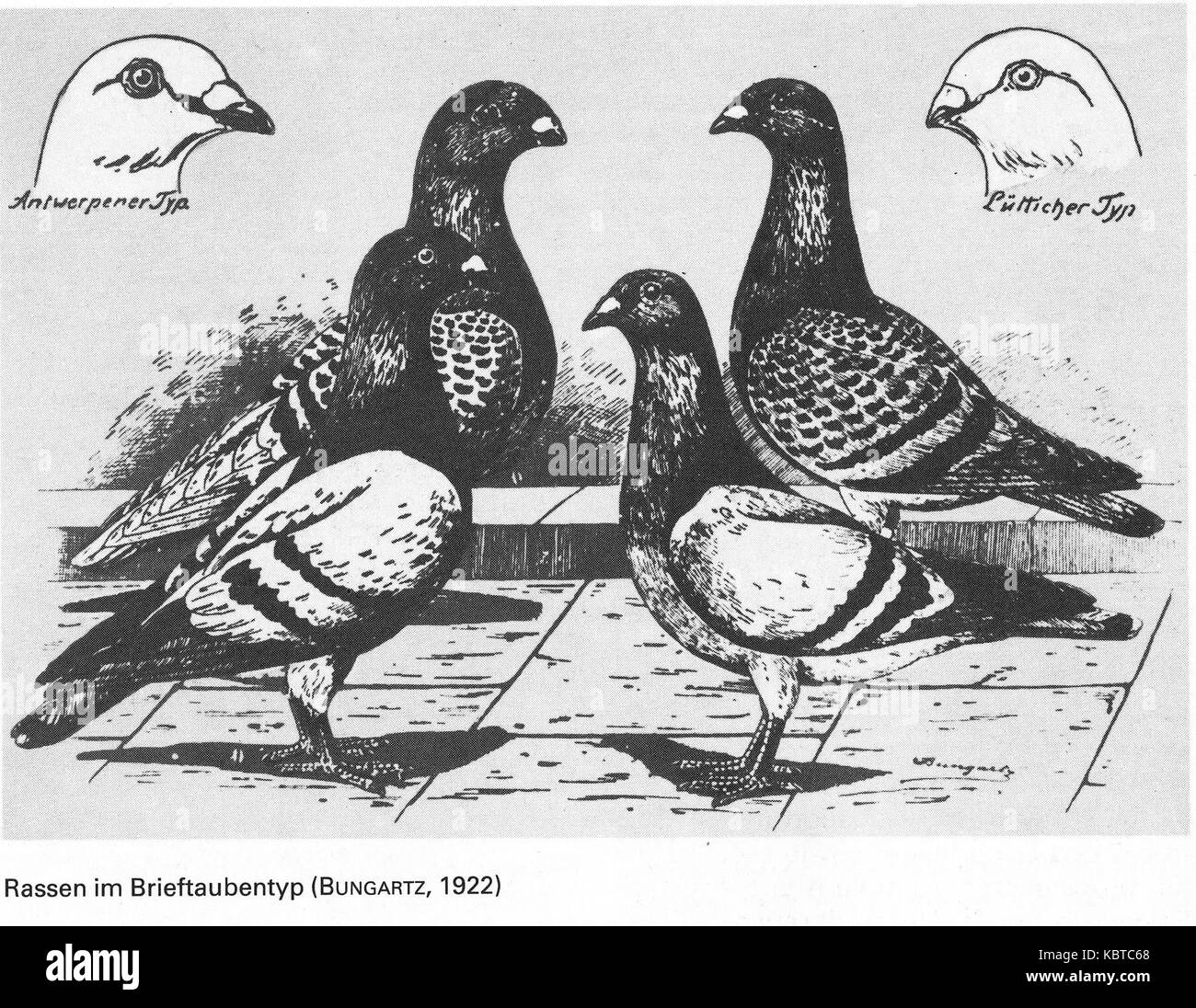 Die Taube, 1984, 0002 Stock Photo - Alamy