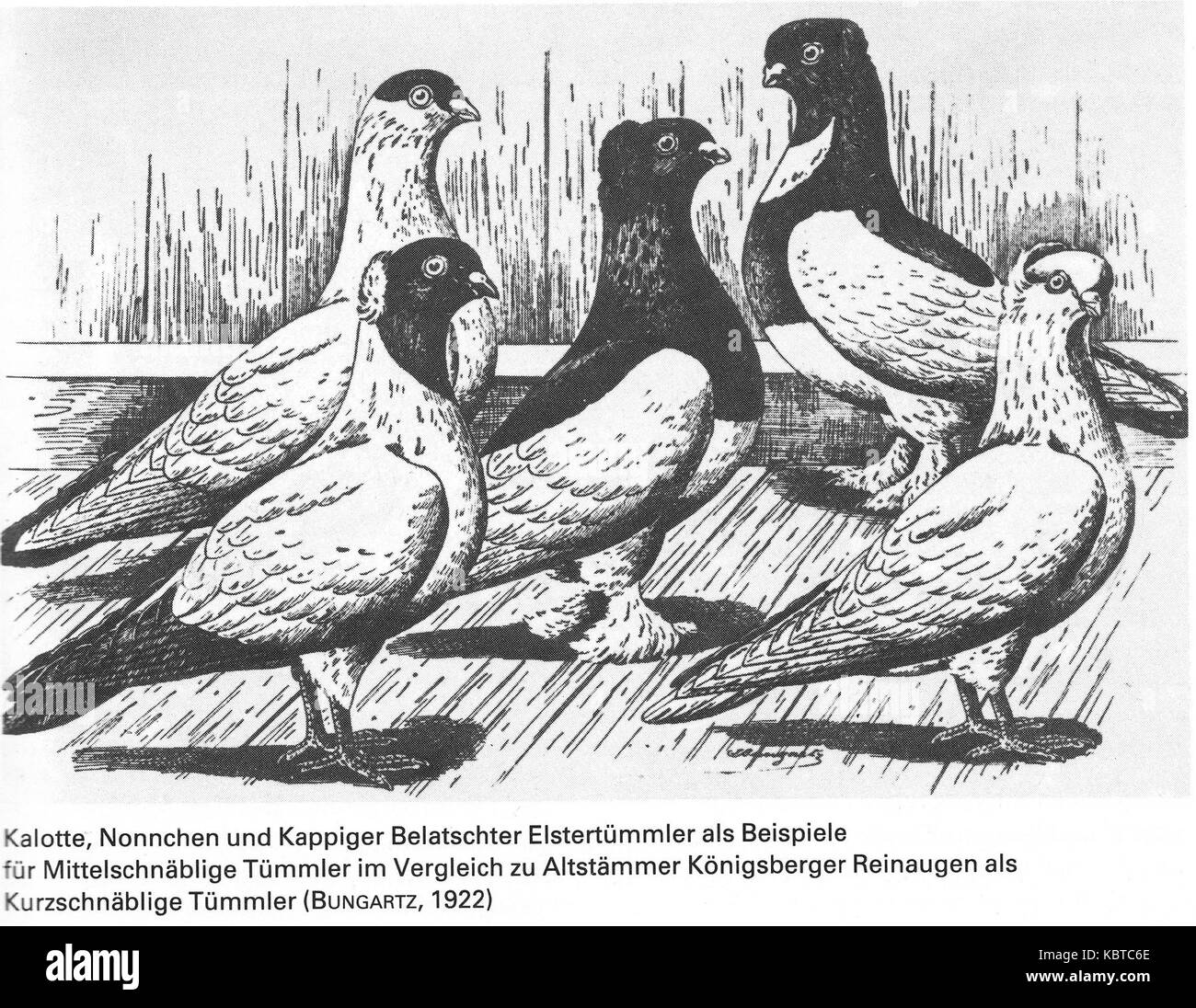 Die Taube, 1984, 0008 Stock Photo - Alamy