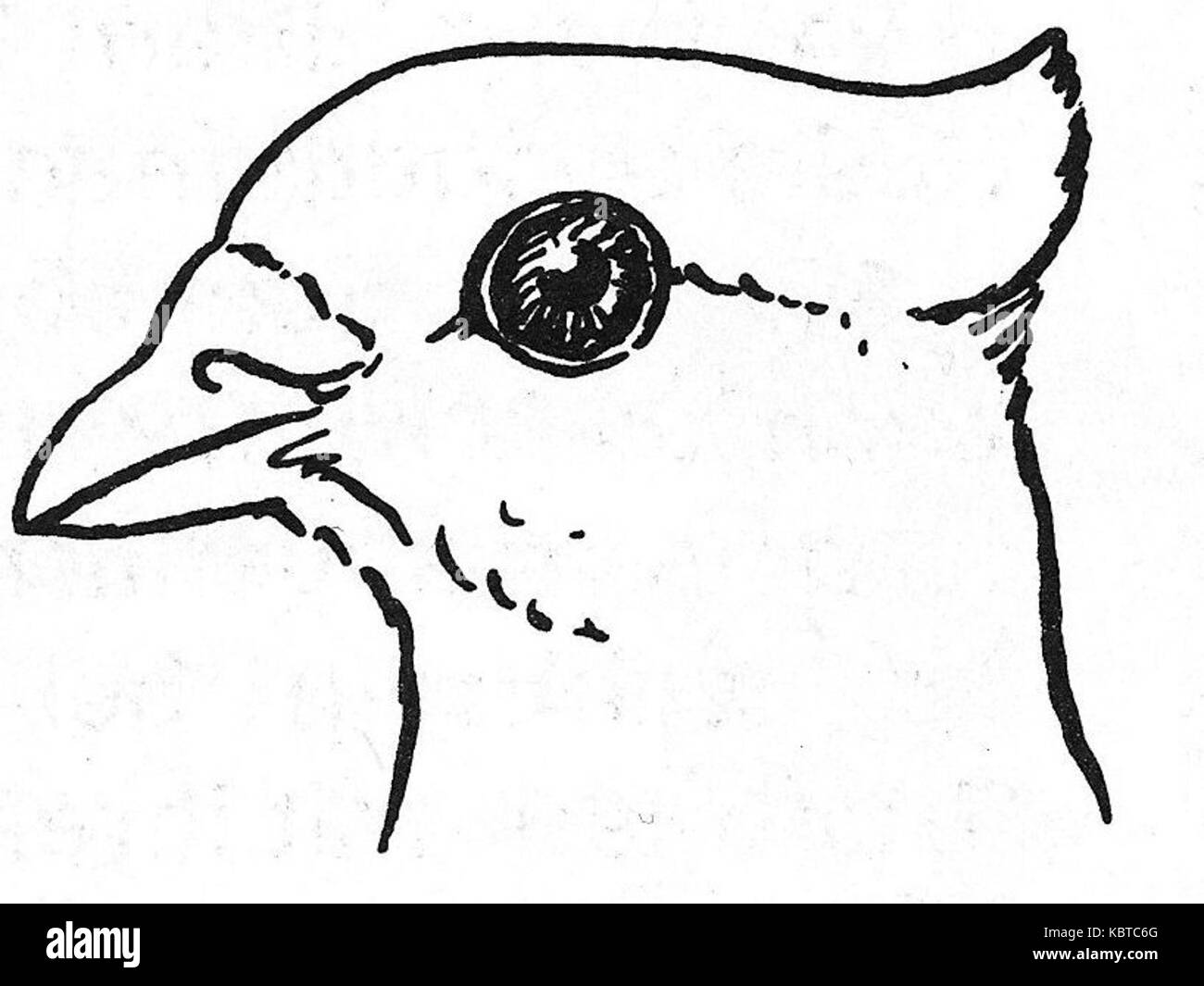 Die Taube, 1984, 0010b Spitzhaube Stock Photo - Alamy