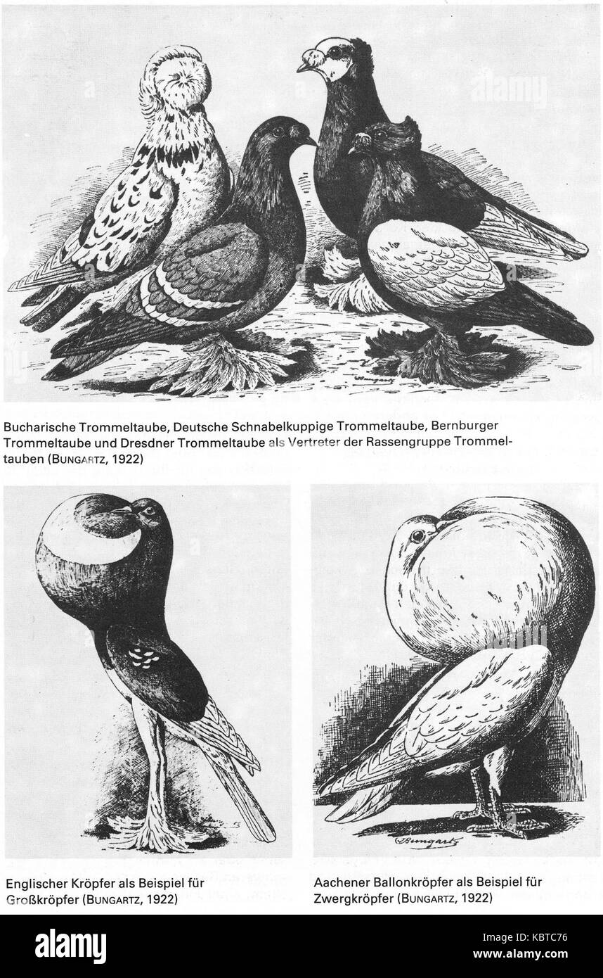 Taube illustration Black and White Stock Photos & Images - Alamy