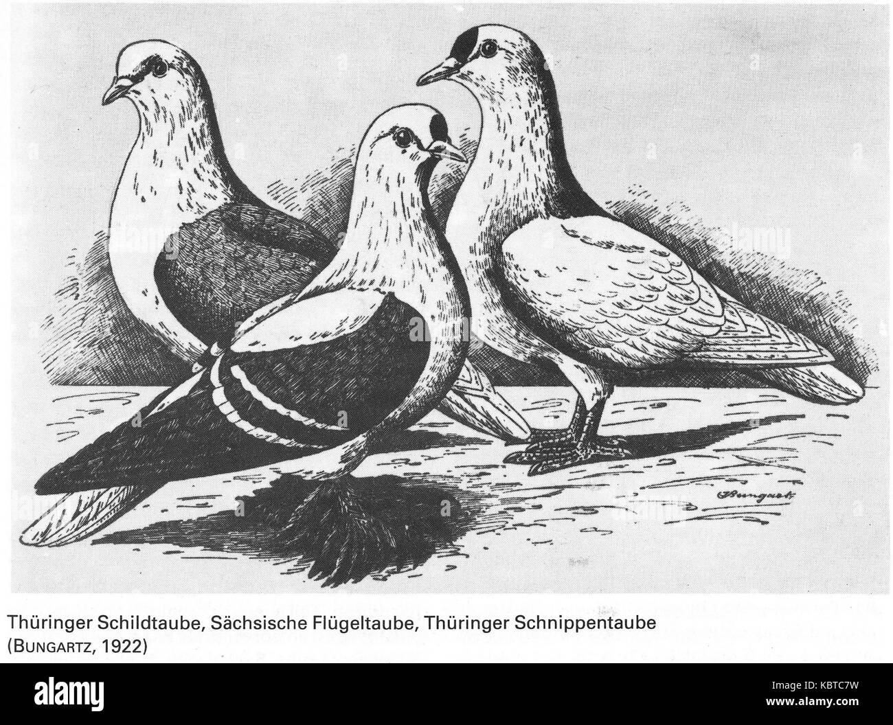 Die Taube, 1984, 0026 Stock Photo - Alamy